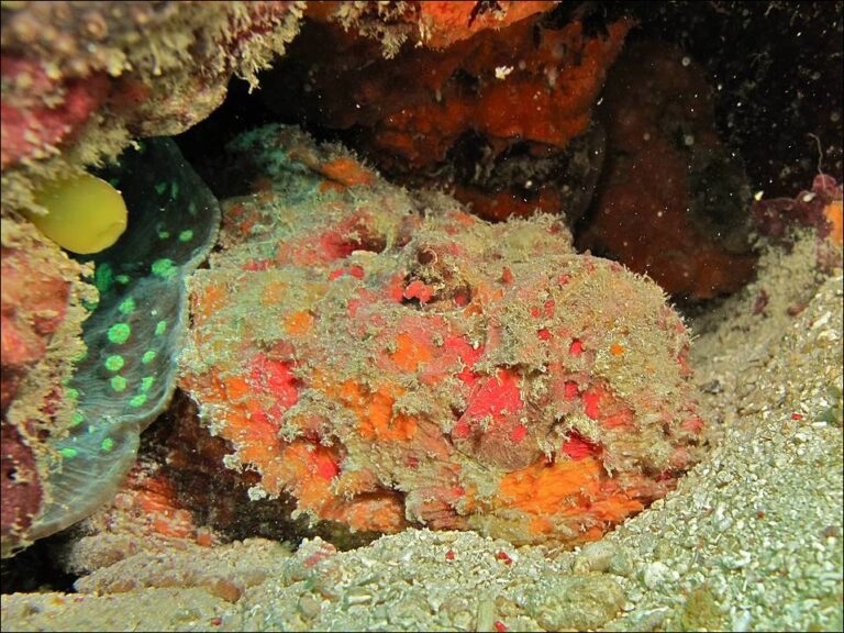 Faire du snorkeling dans la Mer Rouge à El Quseir