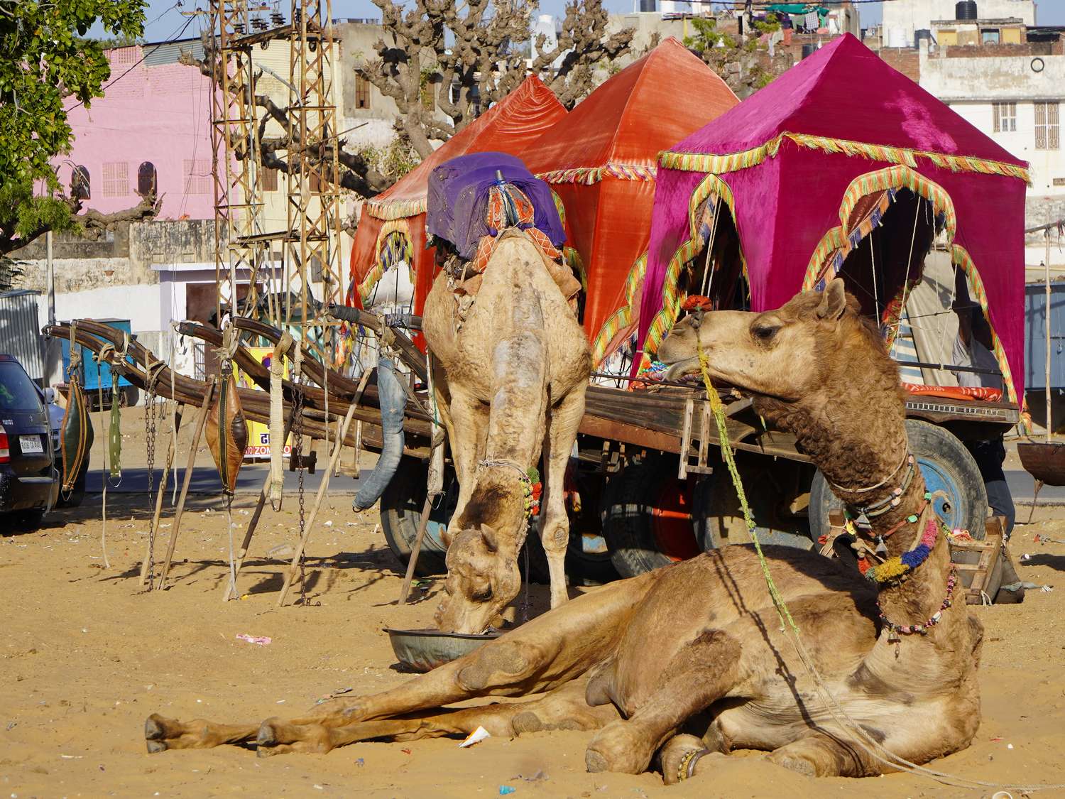 Visit Pushkar : things to do and places to see