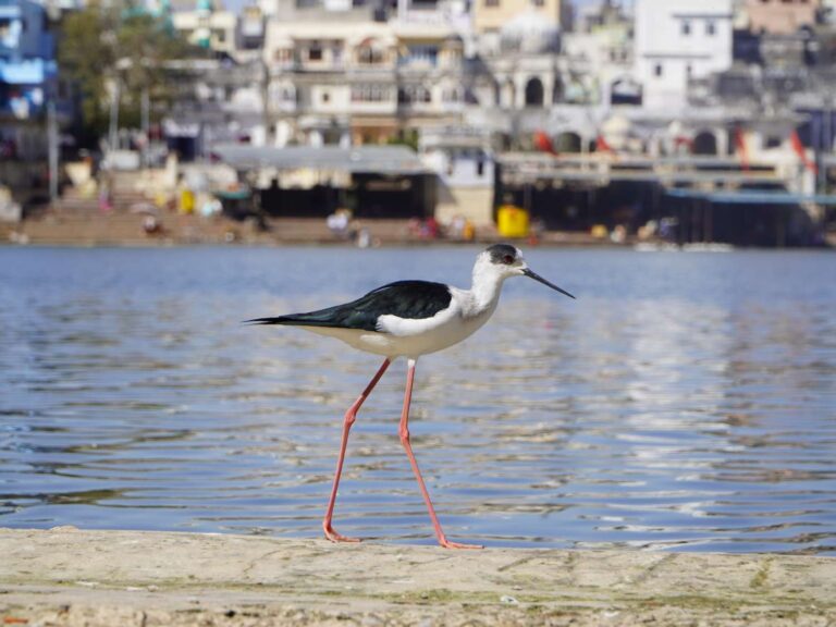 Visiter Pushkar : Choses à faire, endroits à voir et incontournables