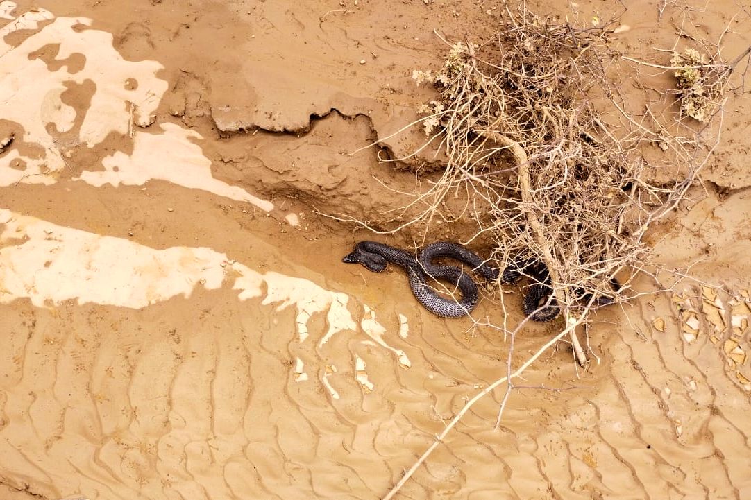 Visit the Rat Temple in Deshnoke | Karni Mata