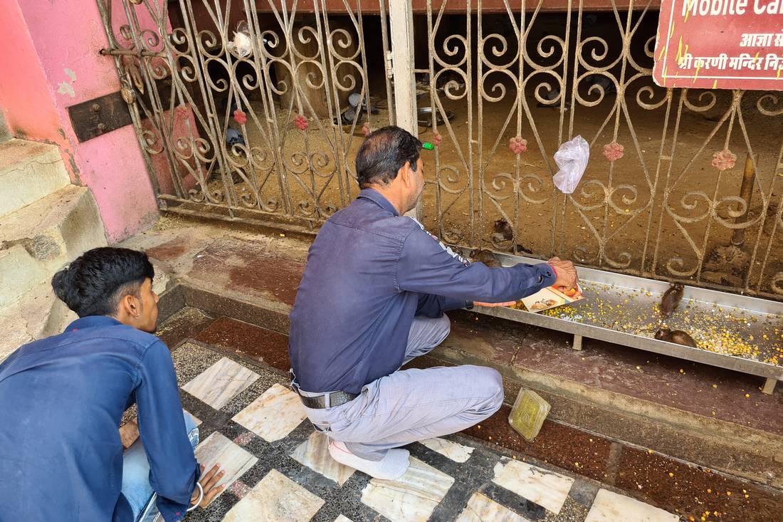 Visiter le temple des rats Karni Mata à Deshnoke