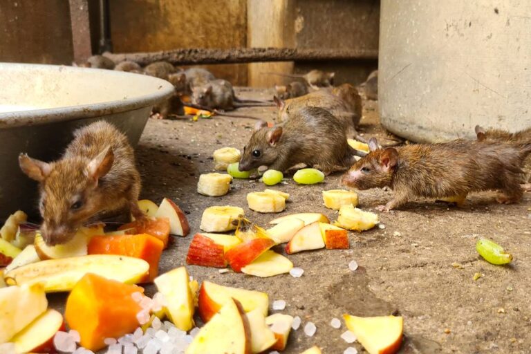 Visit the Rat Temple in Deshnoke | Karni Mata