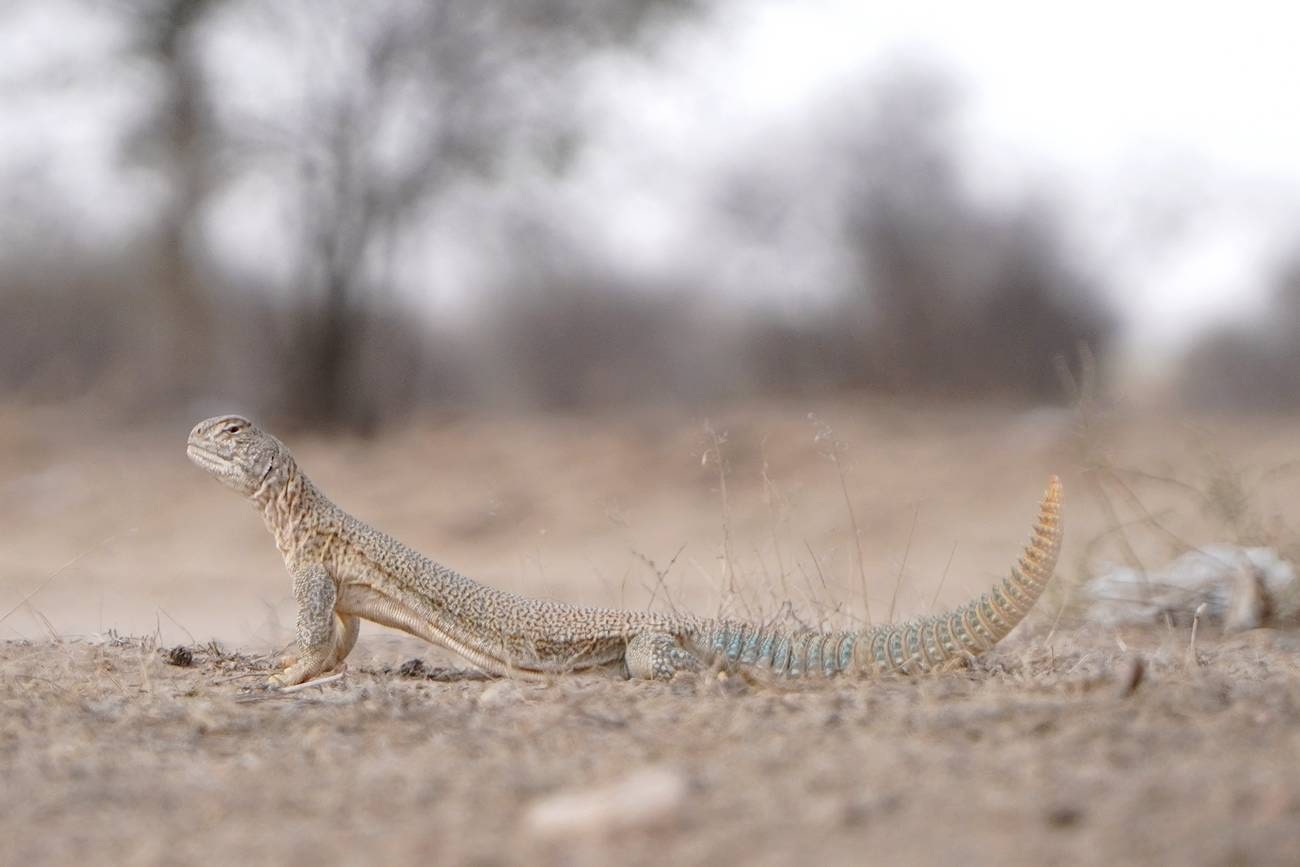 The 6 best things to do in Bikaner