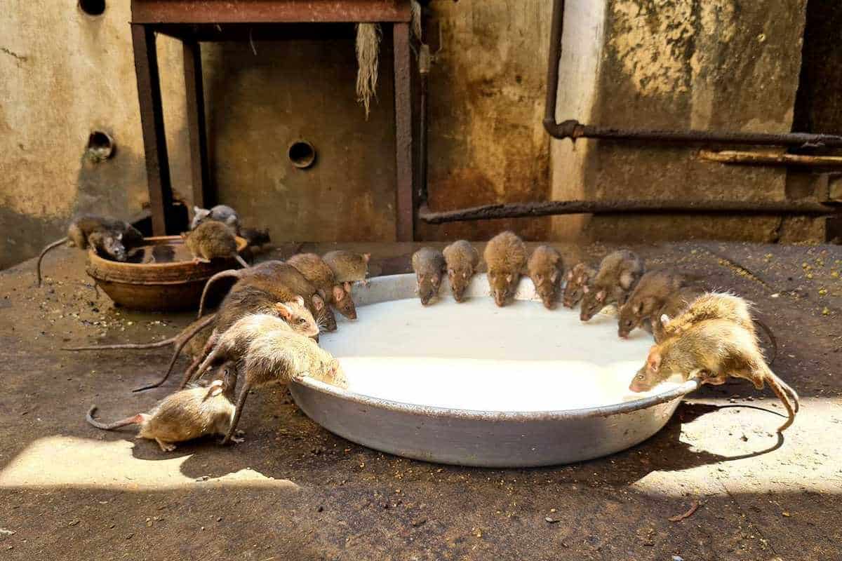 32 lieux insolites à découvrir en Inde